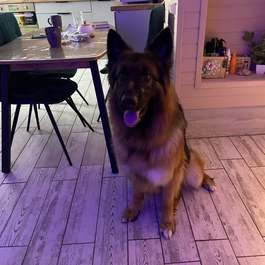 Немецкая овчарка в добрые руки