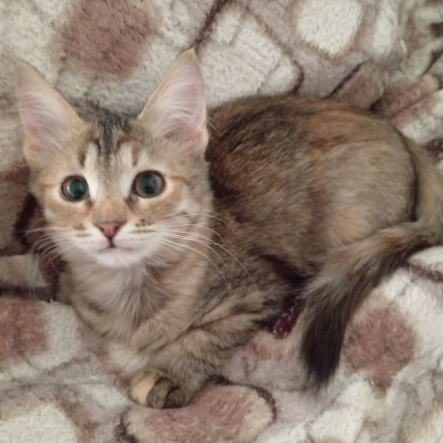 Кошечка (3 мес.)