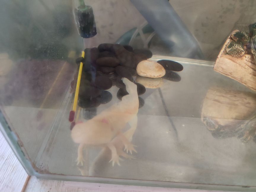 Аксолотль с аквариумом