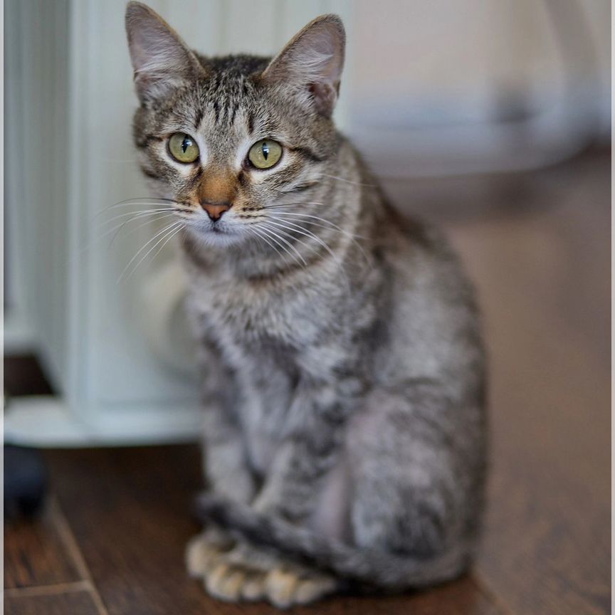 Кошка Гренка ищет дом