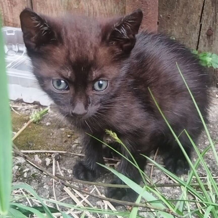 Котёнок в добрые руки