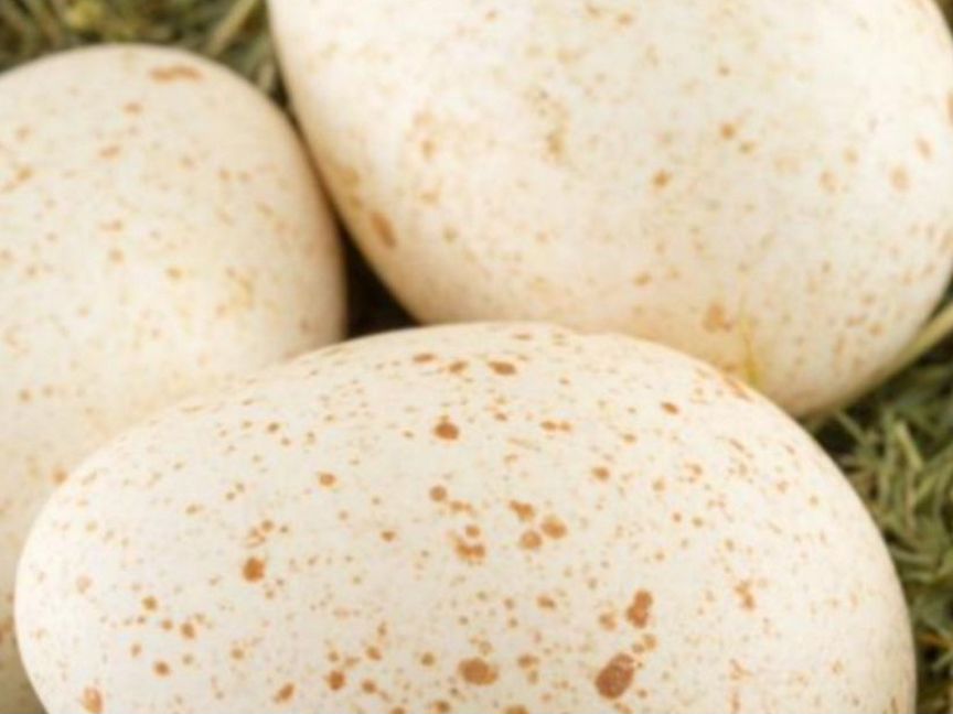 Яйцо инкубационное Хайбрид Конвертер Канада