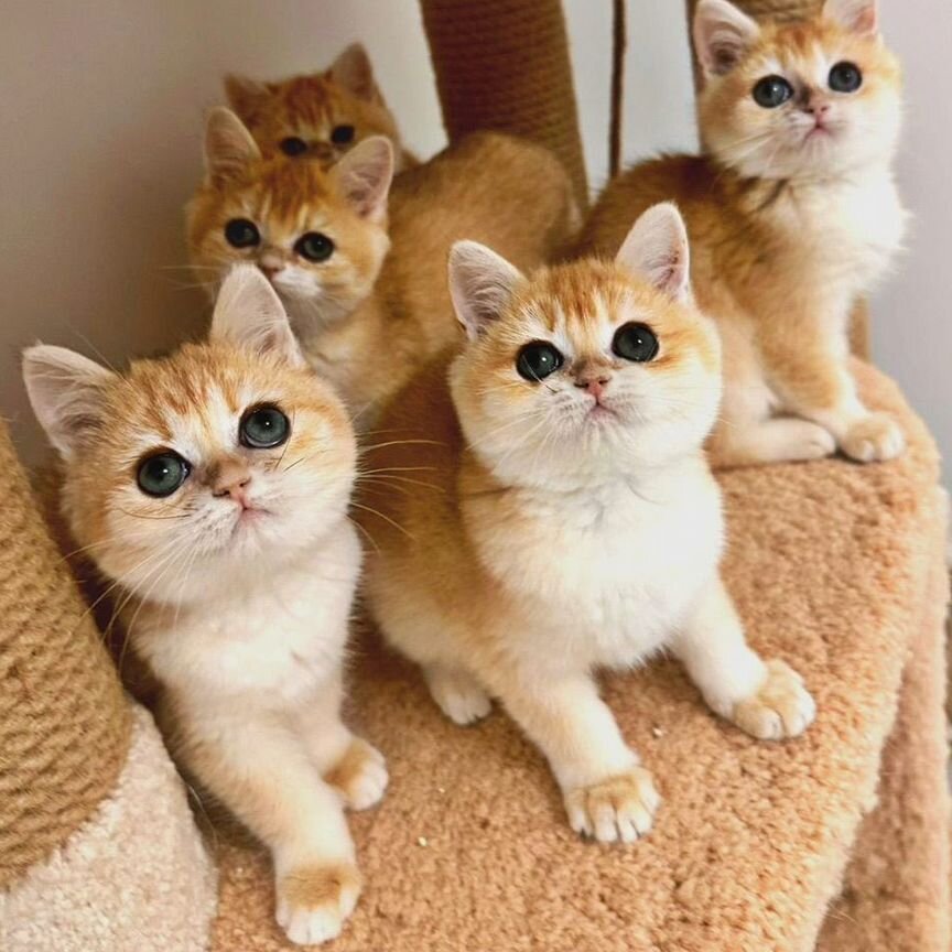 Британский короткошёрстный котёнок