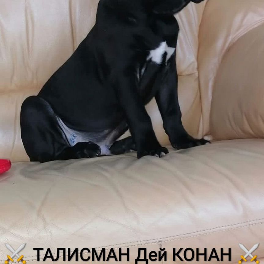 Идеальный щенок Кане Корсо (Внук Чемпиона Мира)ркф