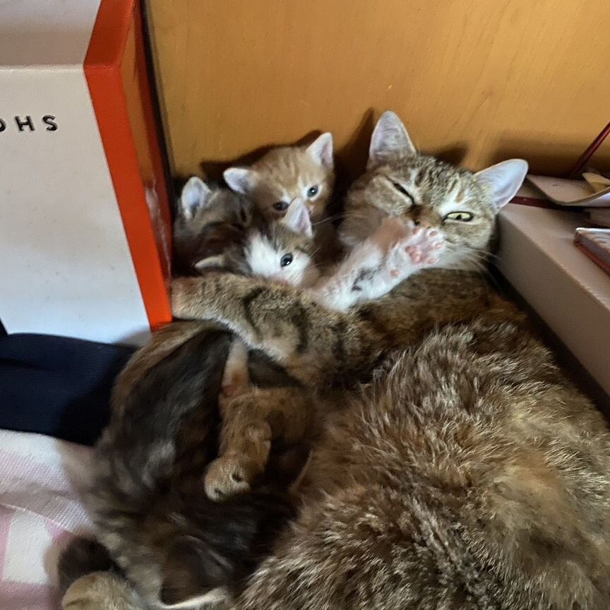 Котята