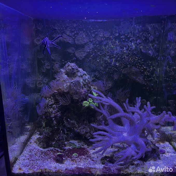 Продаю морской аквариум