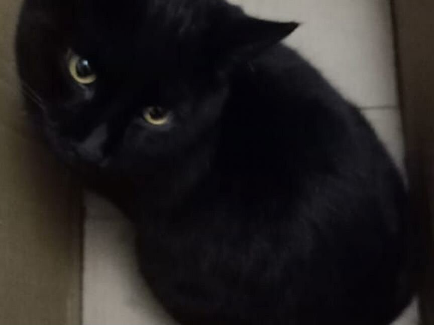 Кот черный потерялся