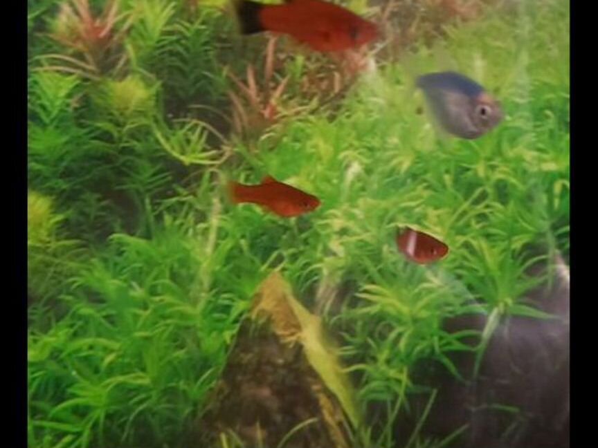 Аквариумные рыбки