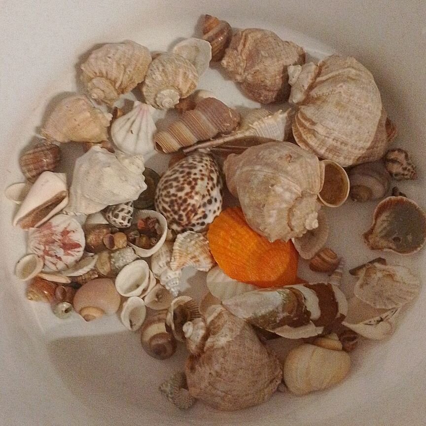 Ракушки для аквариума