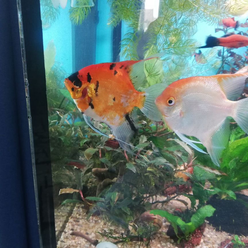 Аквариумные рыбки