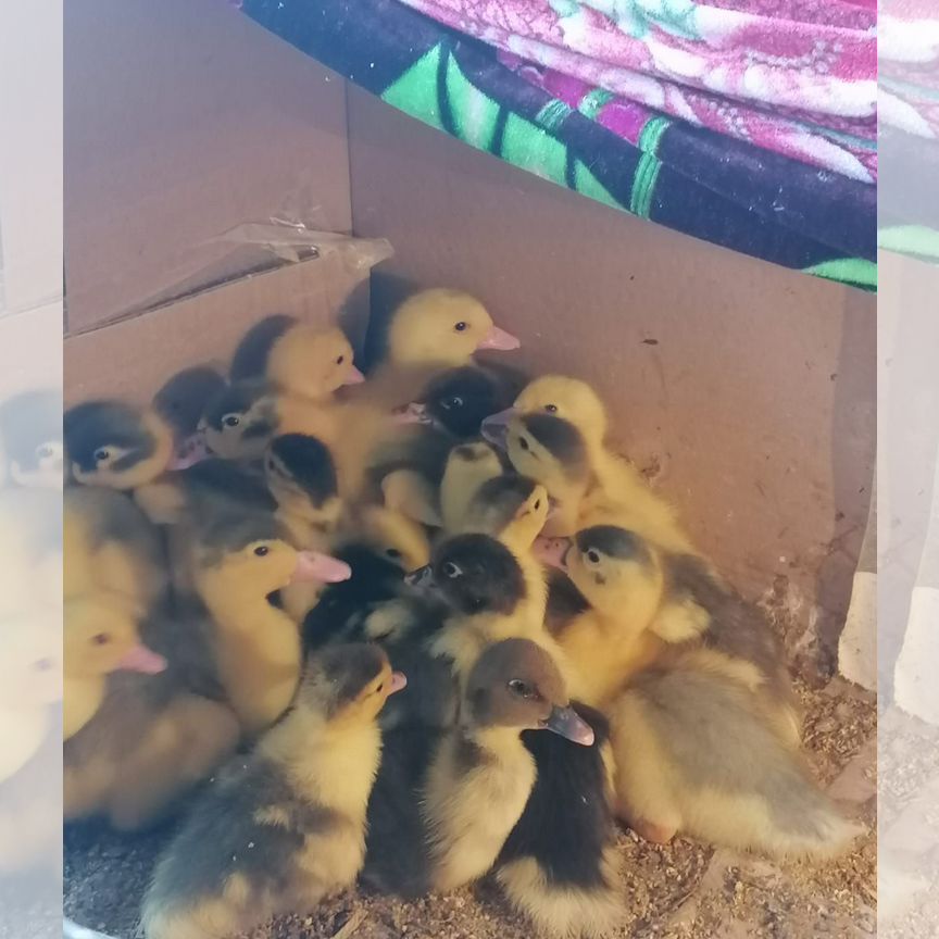 Индоутята немецкой линии индоутки