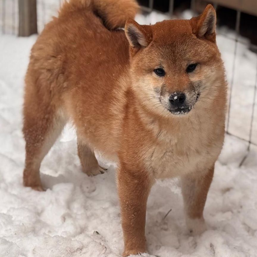 Красивые мальчики сиба шиба ину
