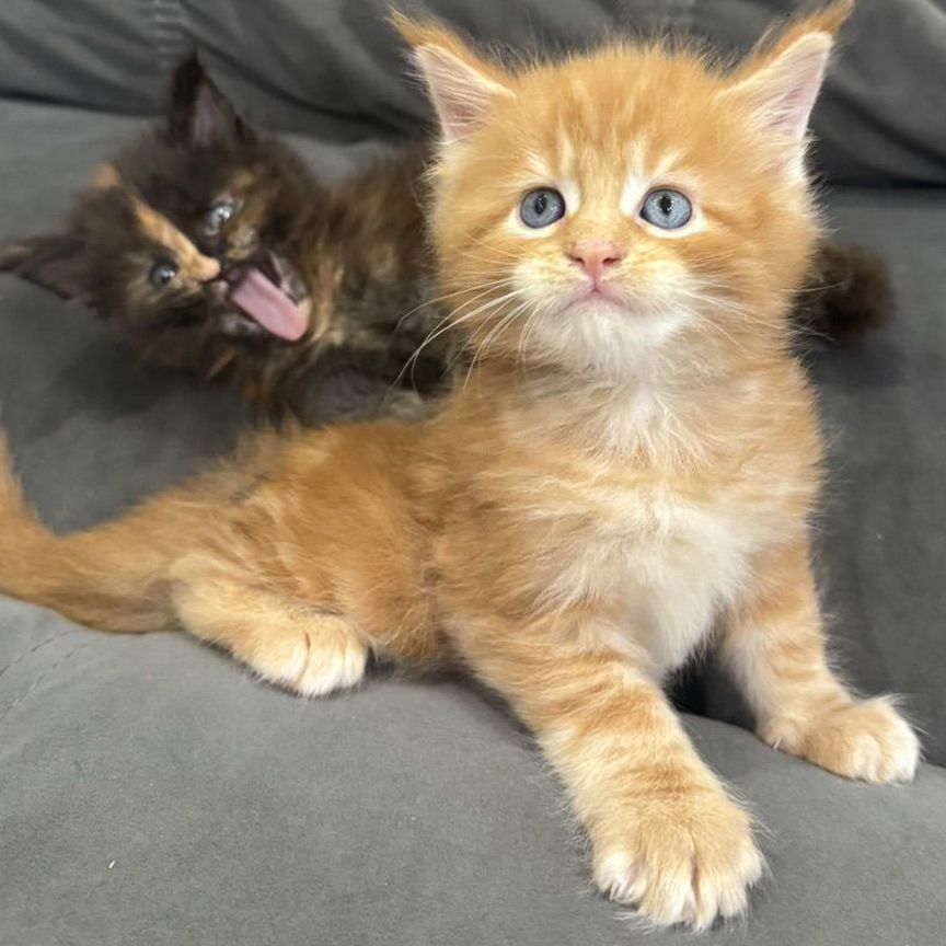 Мейн-кун котёнок