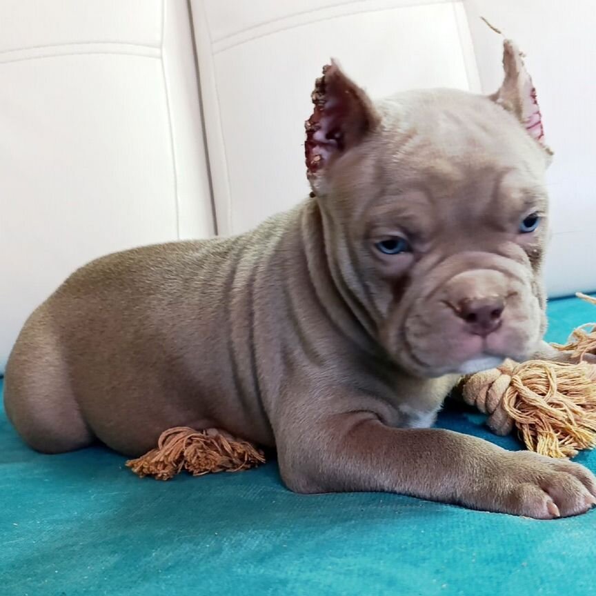 Американский булли, щенок