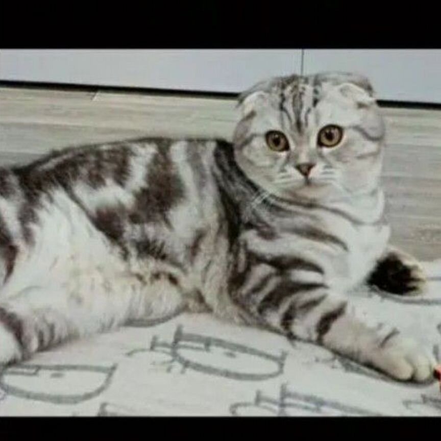 Кошки
