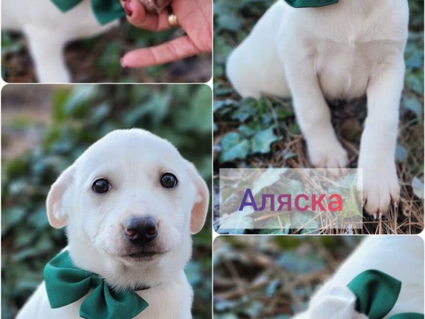 Маленькая собака в добрые руки