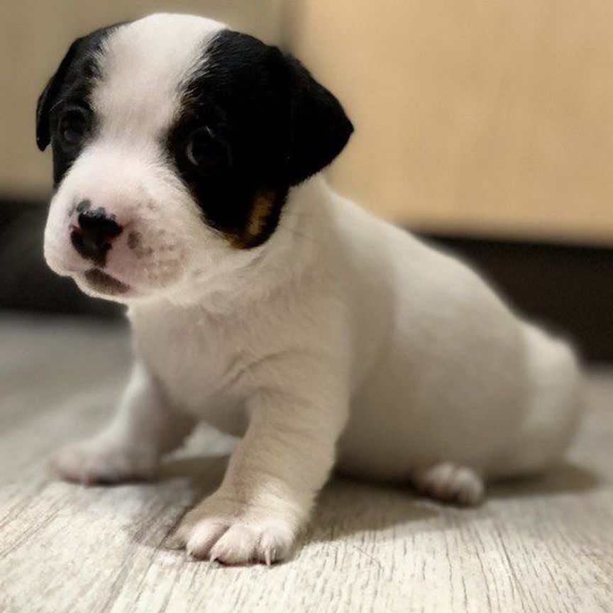 Джек-рассел-терьер, щенок