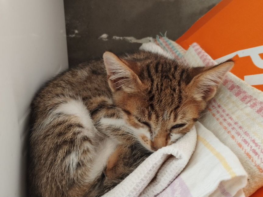 Ищем дом для котёнка