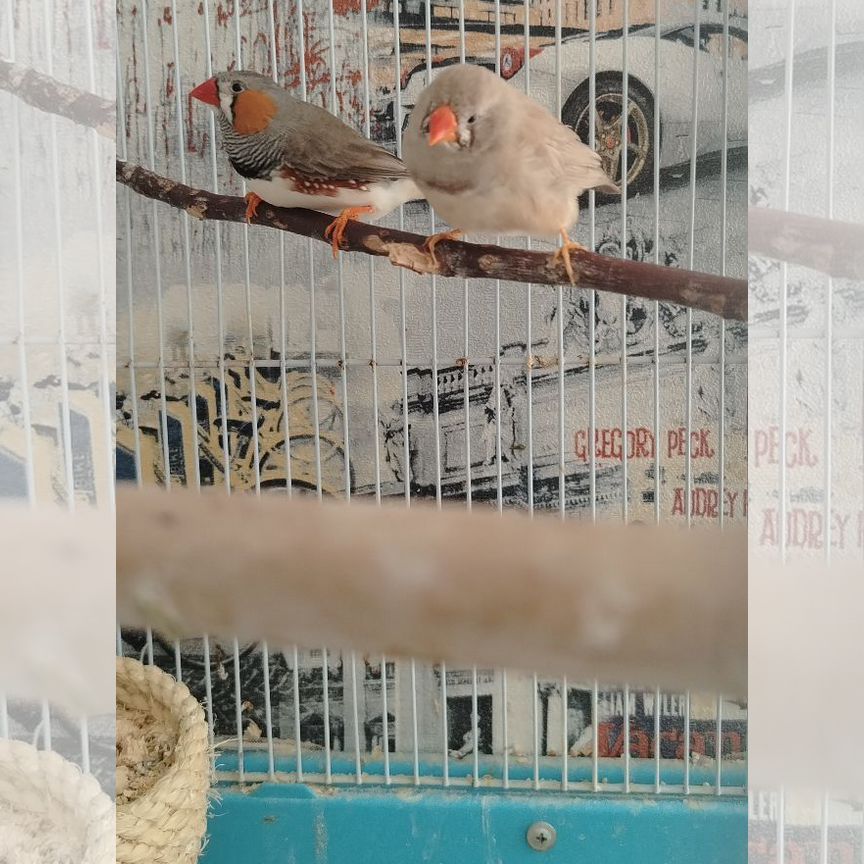Амадины