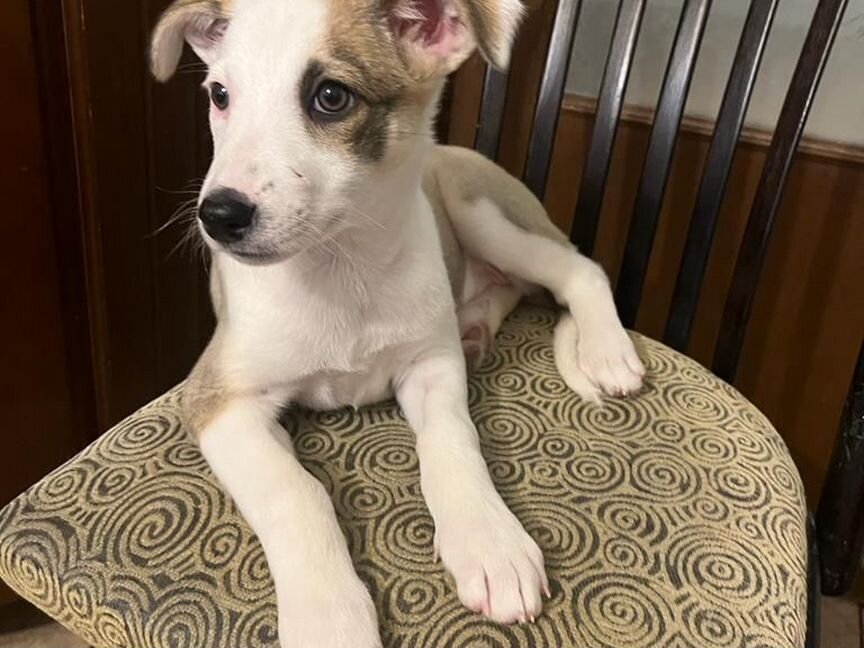 Отдам щенка от небольшой собачки