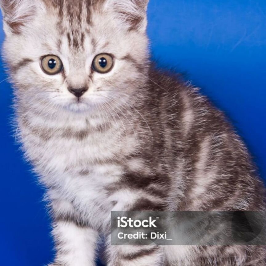 Отдам британскую кошечку