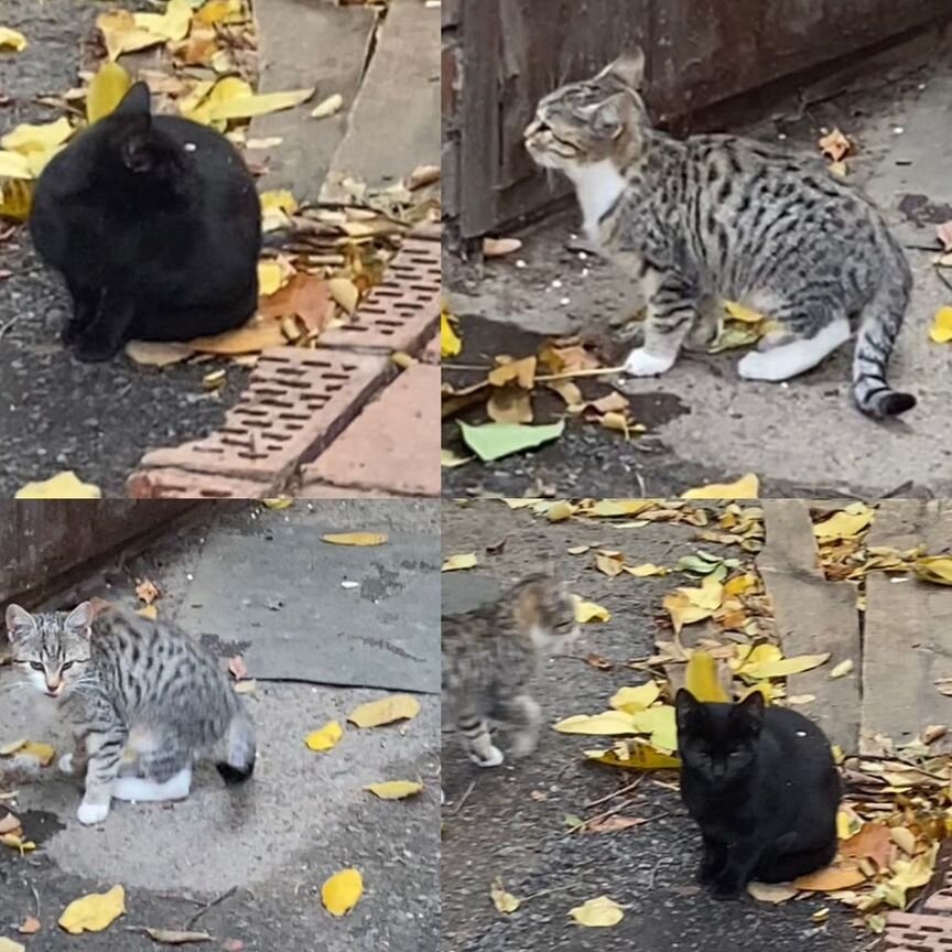 Котята погибают от холода Уже слизяться глазки