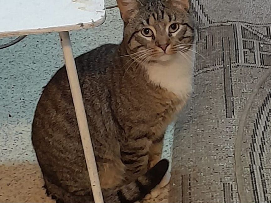 Котик красавчик бесплатно