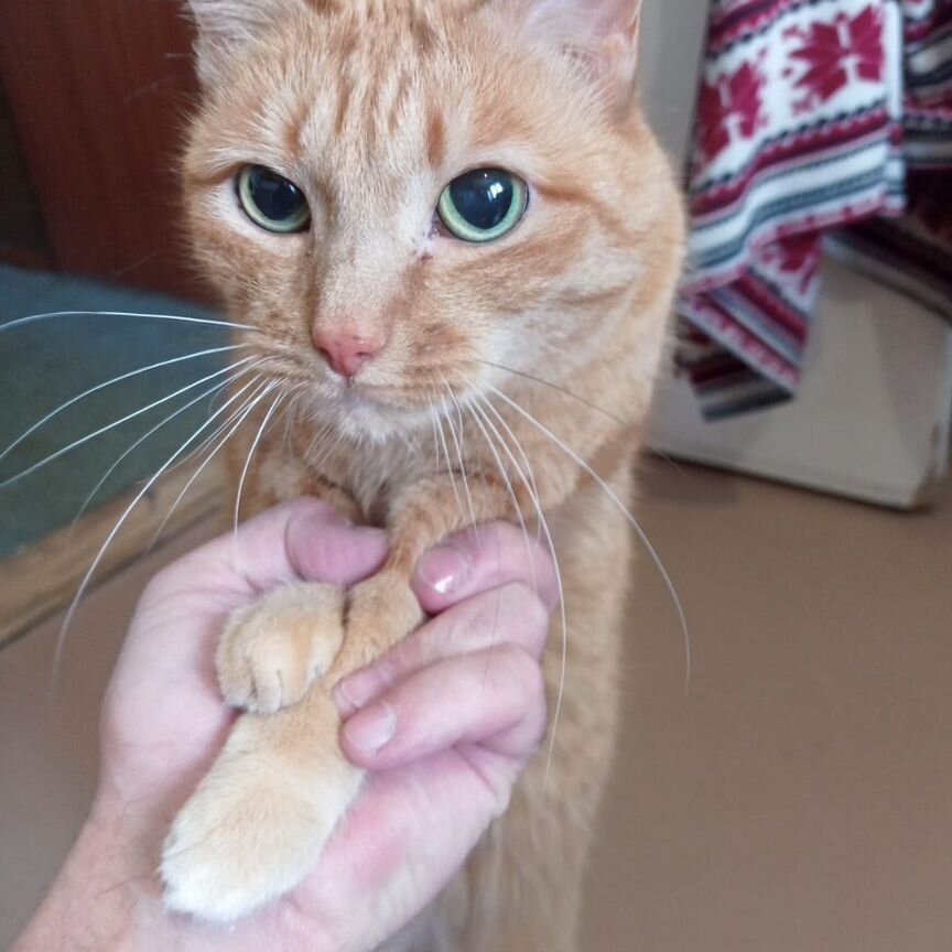 Взрослая кошка в добрые руки