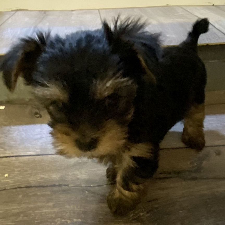 Йоркширский терьер, щенок