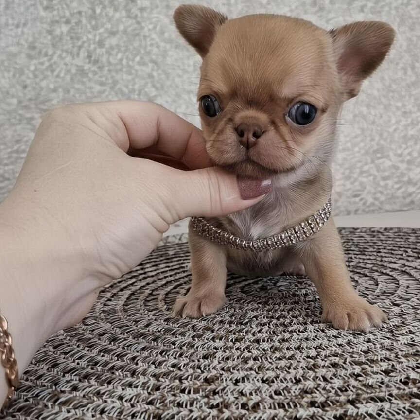 Чихуахуа, щенок