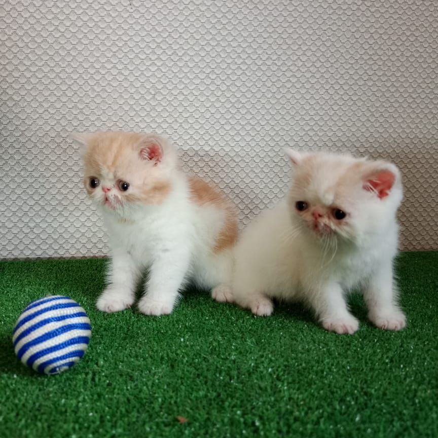 Котята экзоты