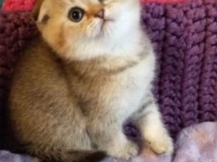 Котята золотые мишки