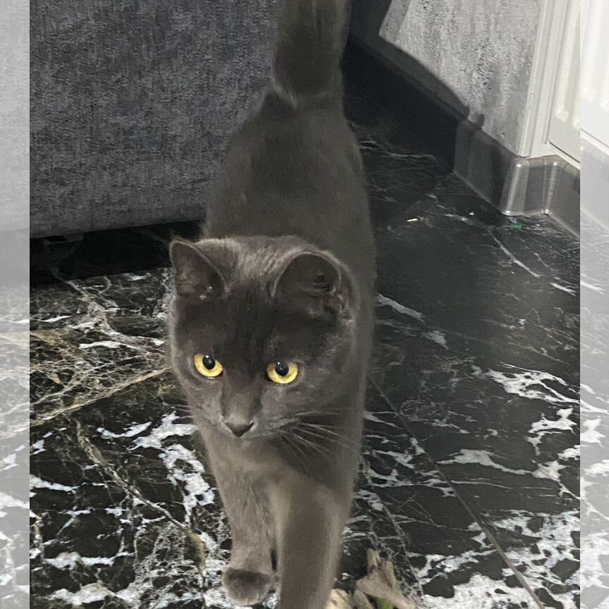 Кошка в добрые руки