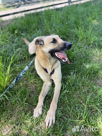 Добрая собака Лира из приюта