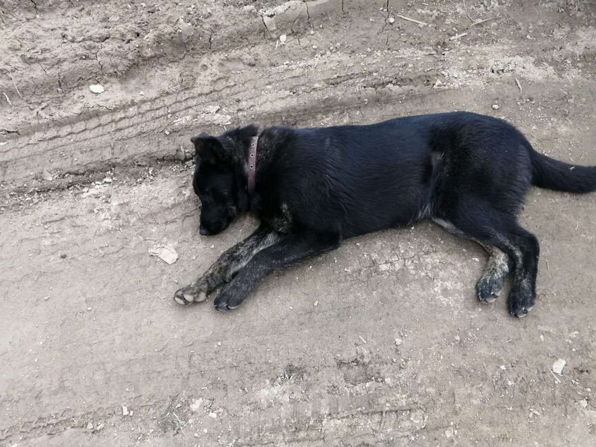 Потерялась собака