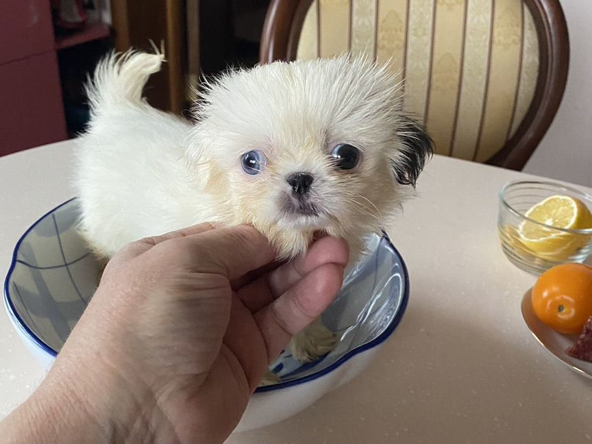 Карманная собачка