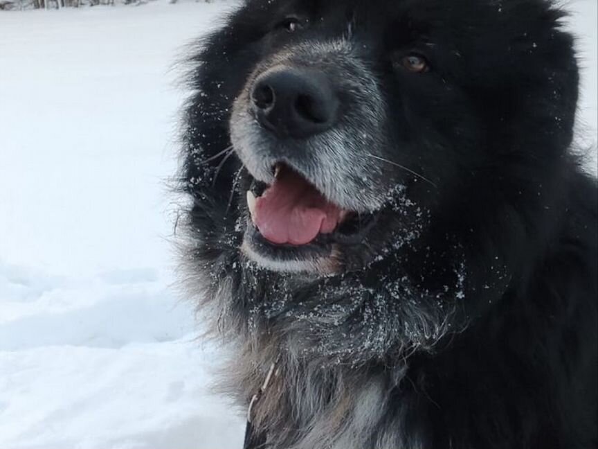 Руфус, 2 года