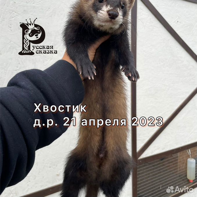 Щенок хорька из питомника