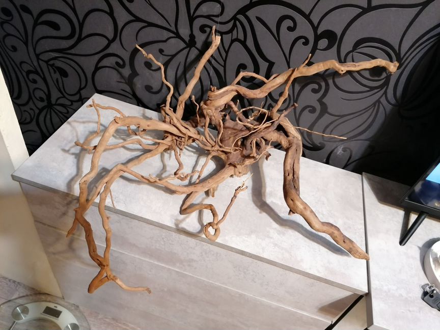 Корень мангры L и M