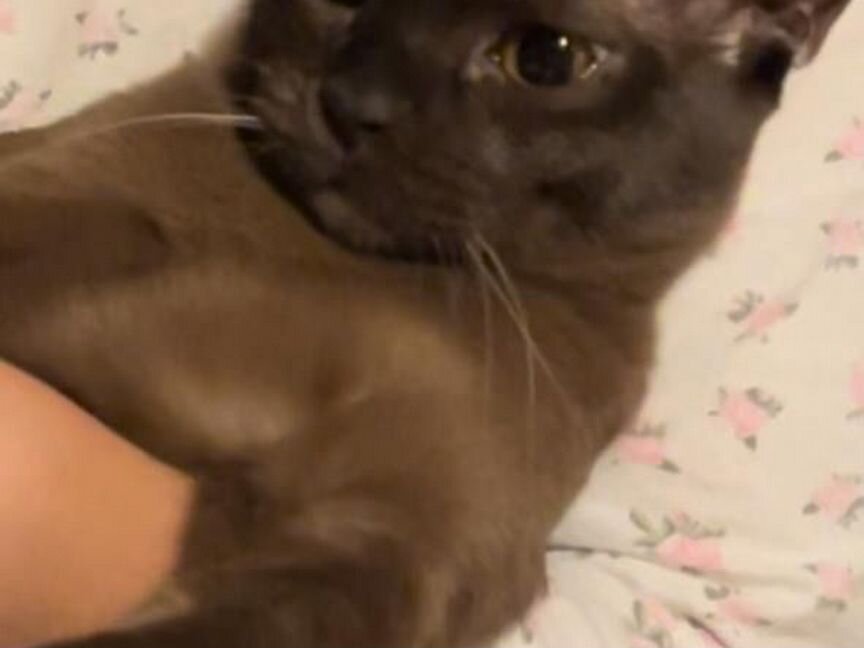 Отдам бурманскую кошку