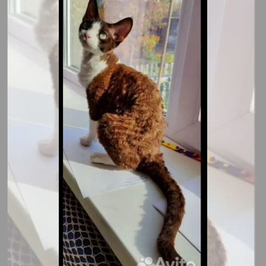 Девон-рекс, взрослая кошка