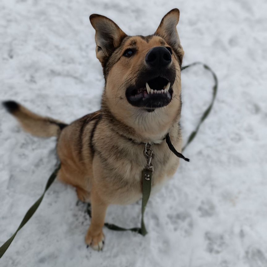 Щенок из приюта хочет домой
