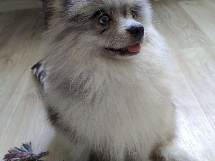 Мраморный красавчик ищет даму сердца