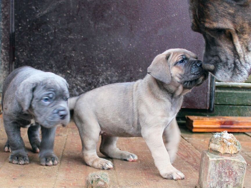 Форментино девочки и кобели голубого окрасов