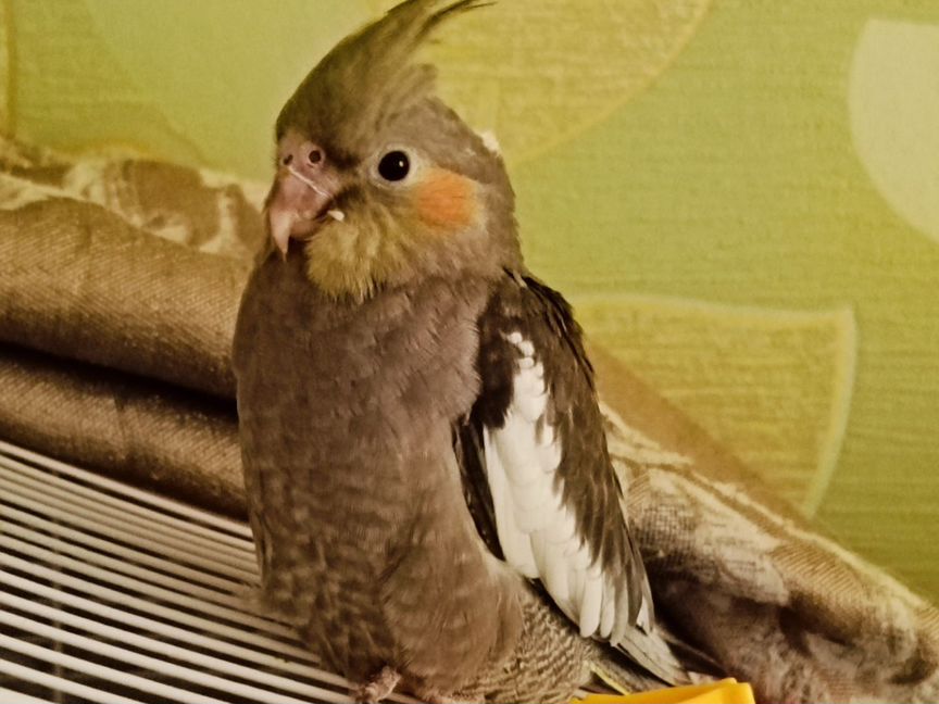 Попугай корелла мальчик