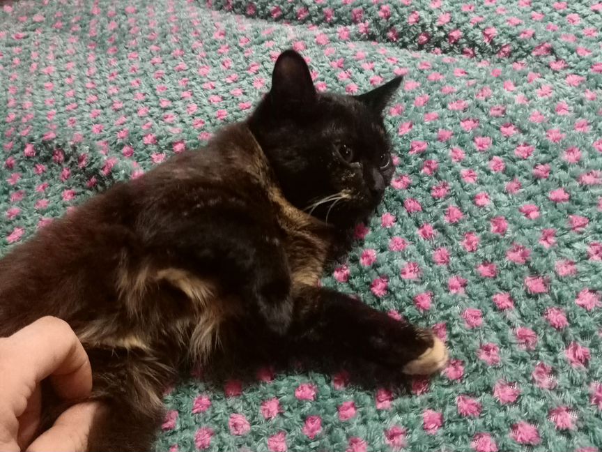 Кошки в добрые руки