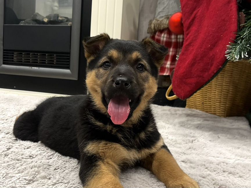 Немецкая овчарка