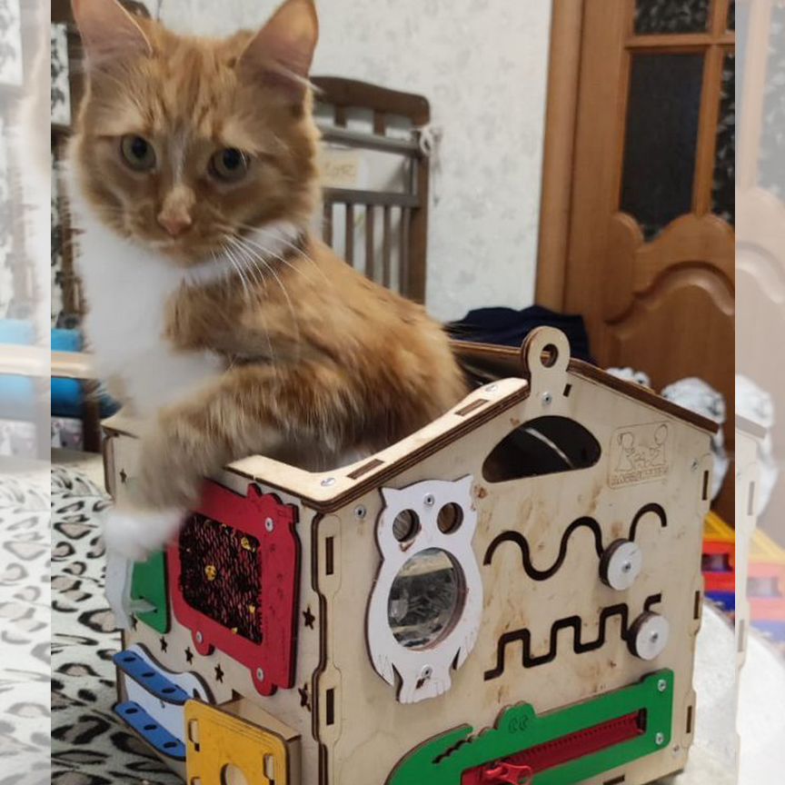 Взрослая кошка в добрые руки