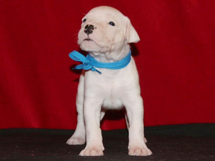 Аргентинский дог девочка пет класса