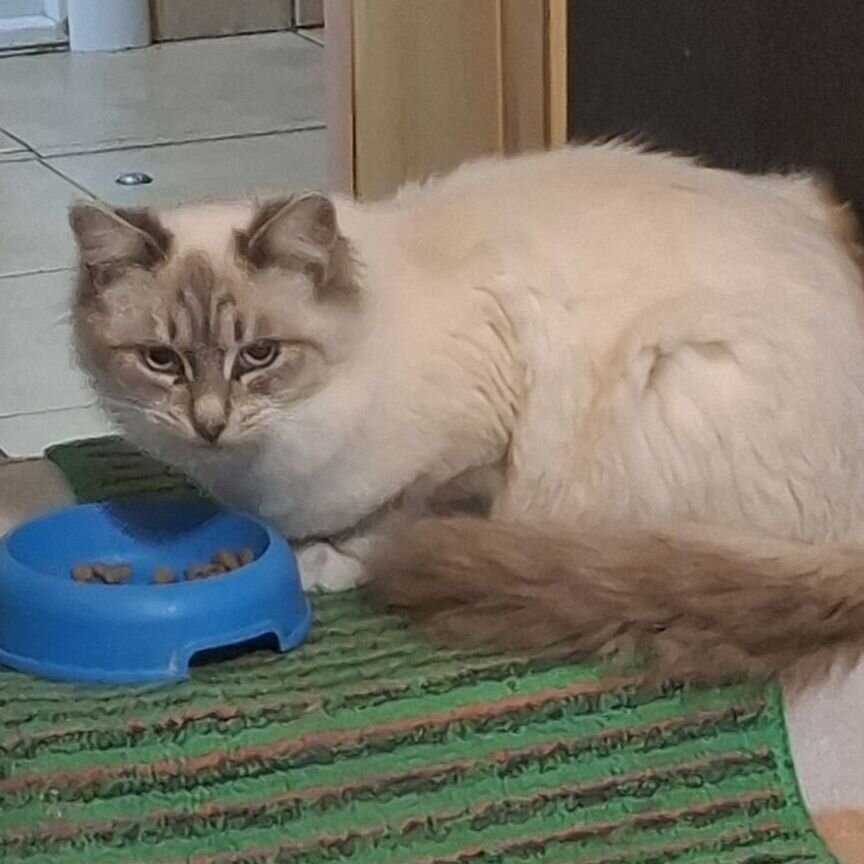 Отдам в добрые руки Кошечку